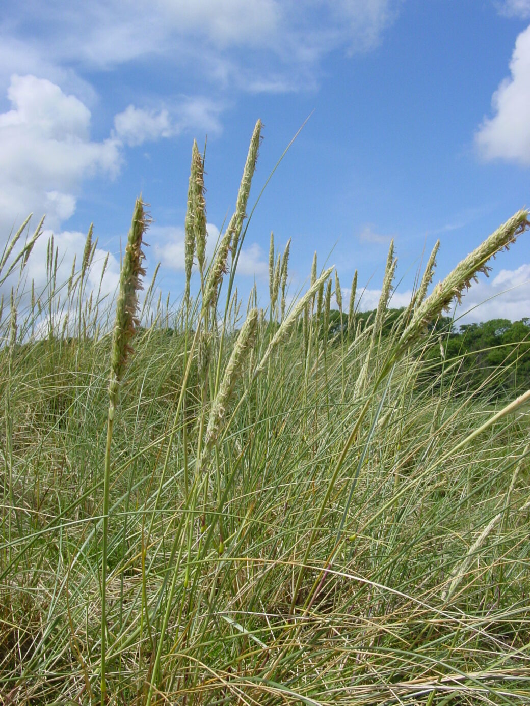Marram Grass - British Flora
