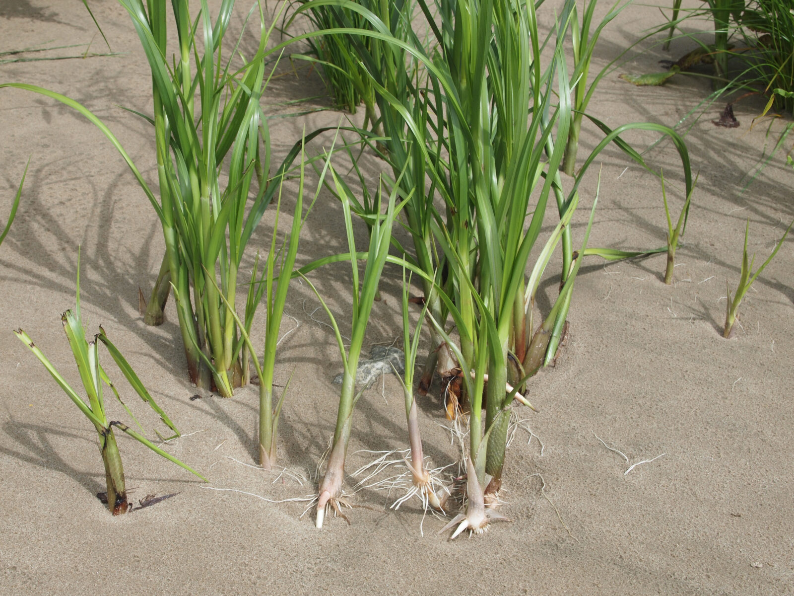 Sea Club-rush - British Flora