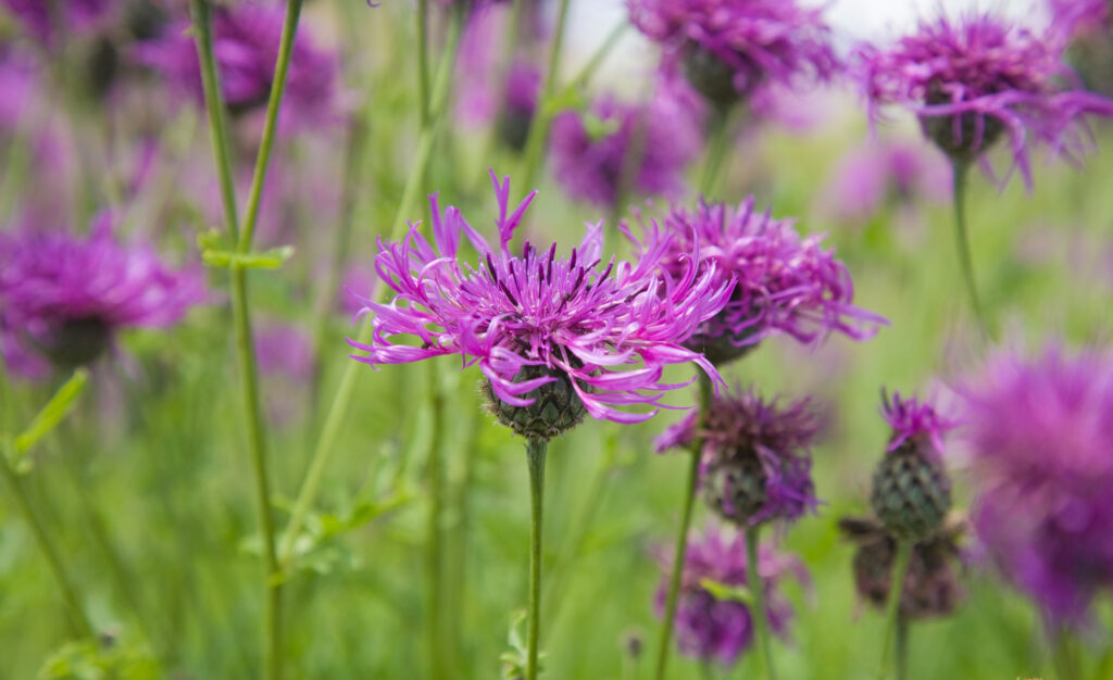 Lesser Knapweed - British Flora