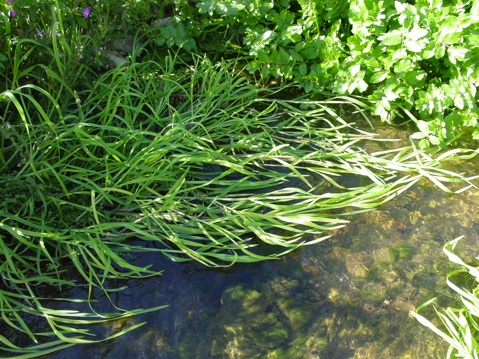 Floating Sweet-grass - British Flora