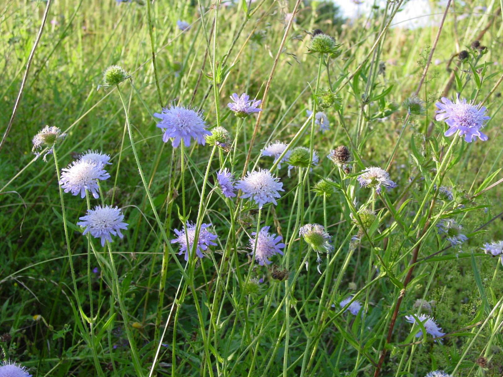 Field Scabious - British Flora