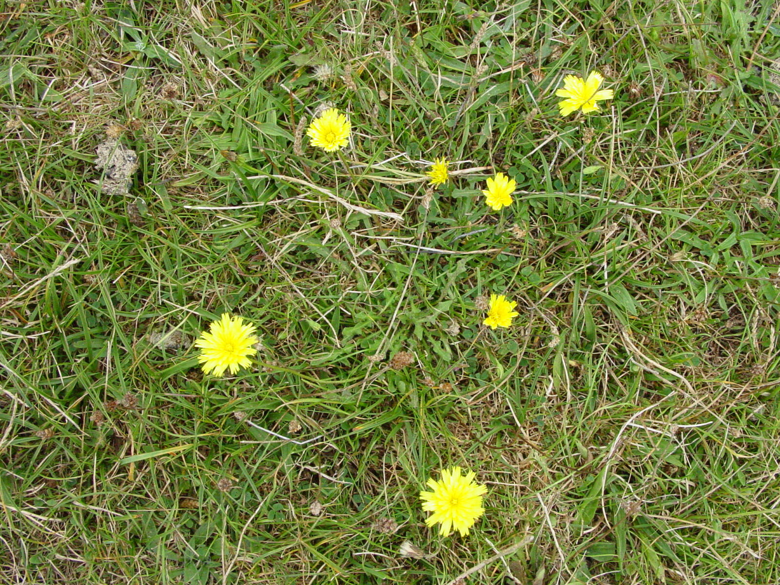 Rough Hawkbit - British Flora