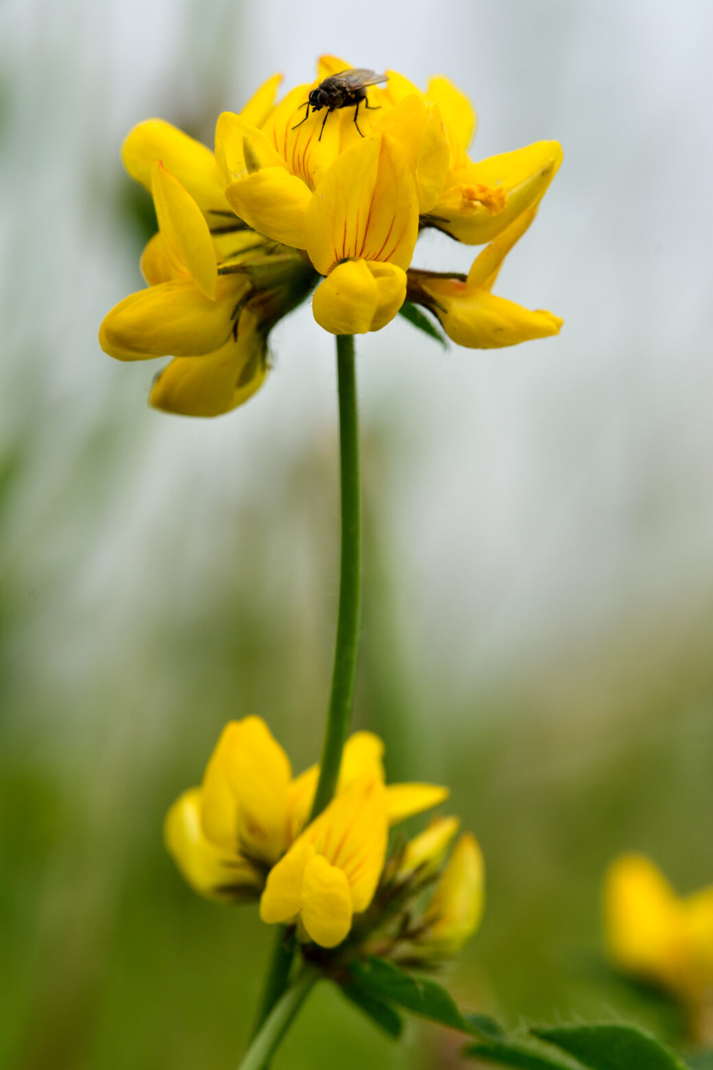 Greater Birdsfoot Trefoil - British Flora