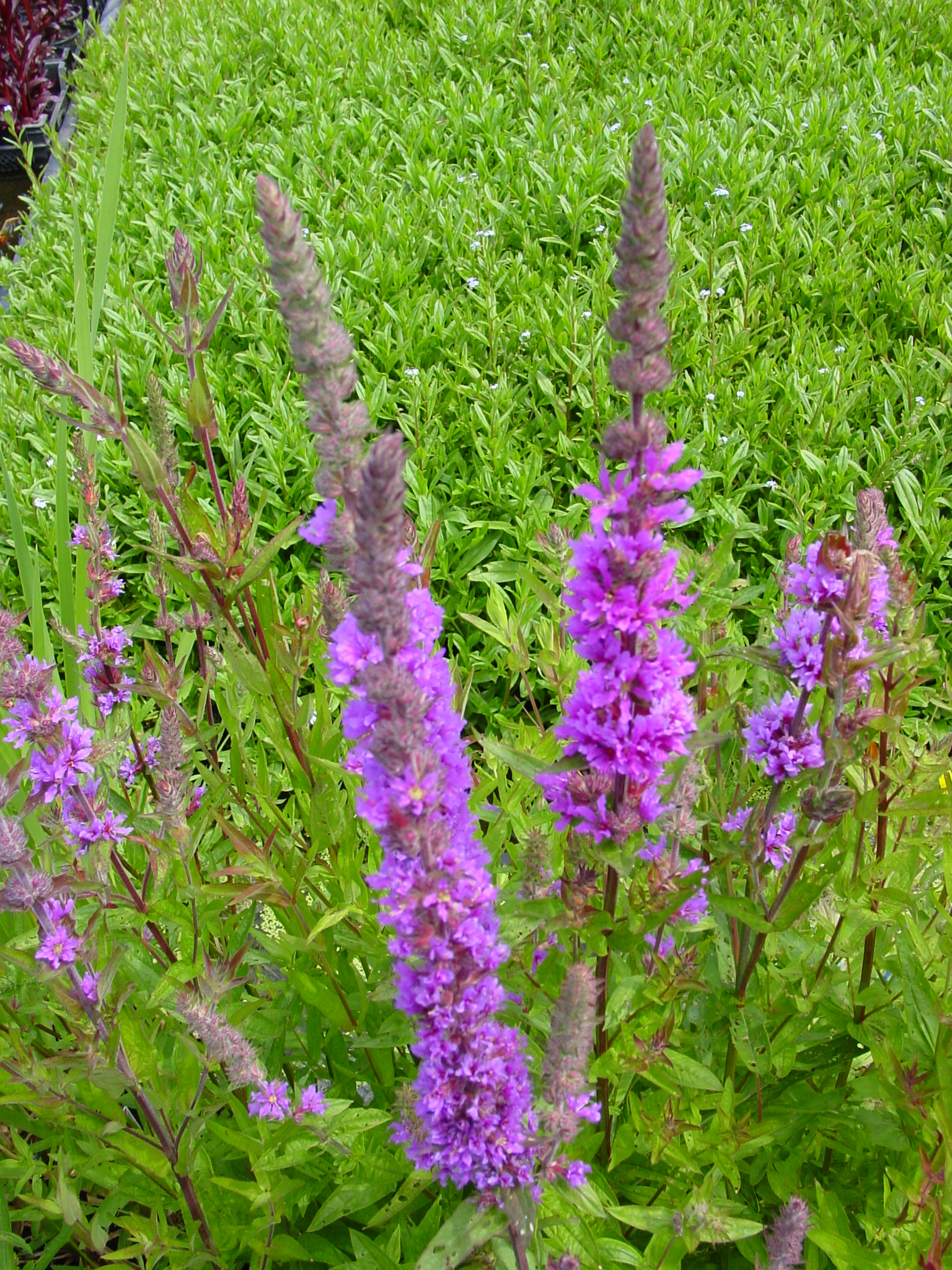 Purple Loosestrife - British Flora