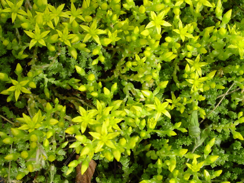 Biting Stonecrop - British Flora