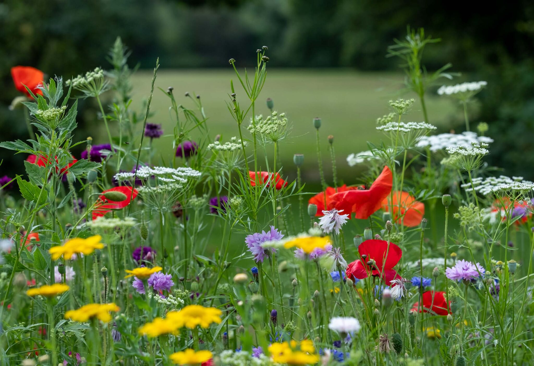 A-Z of all plants | Native British Wildflower & Aquatic Plants