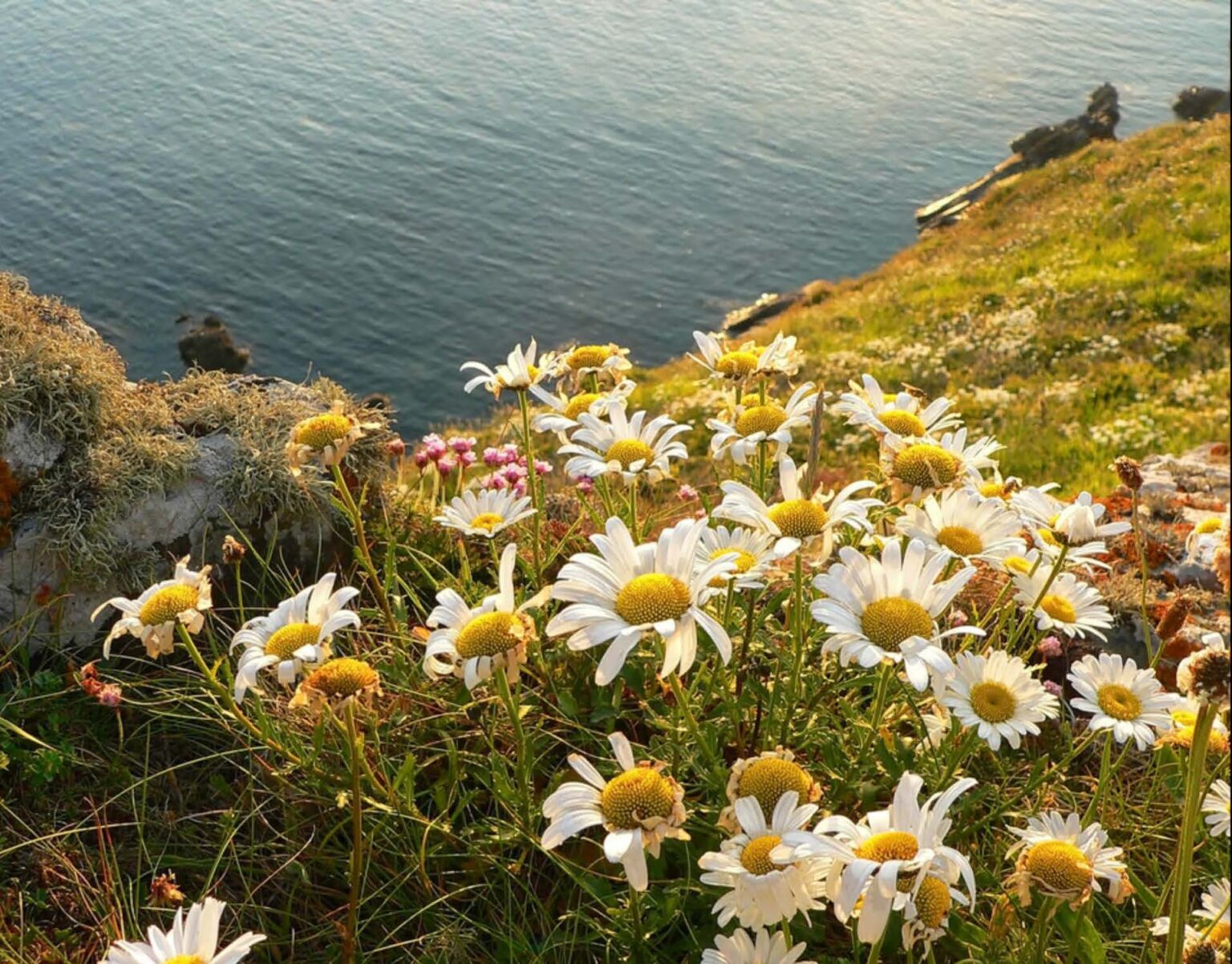 British Wildflower Growers and Aquatic Plants | British Flora