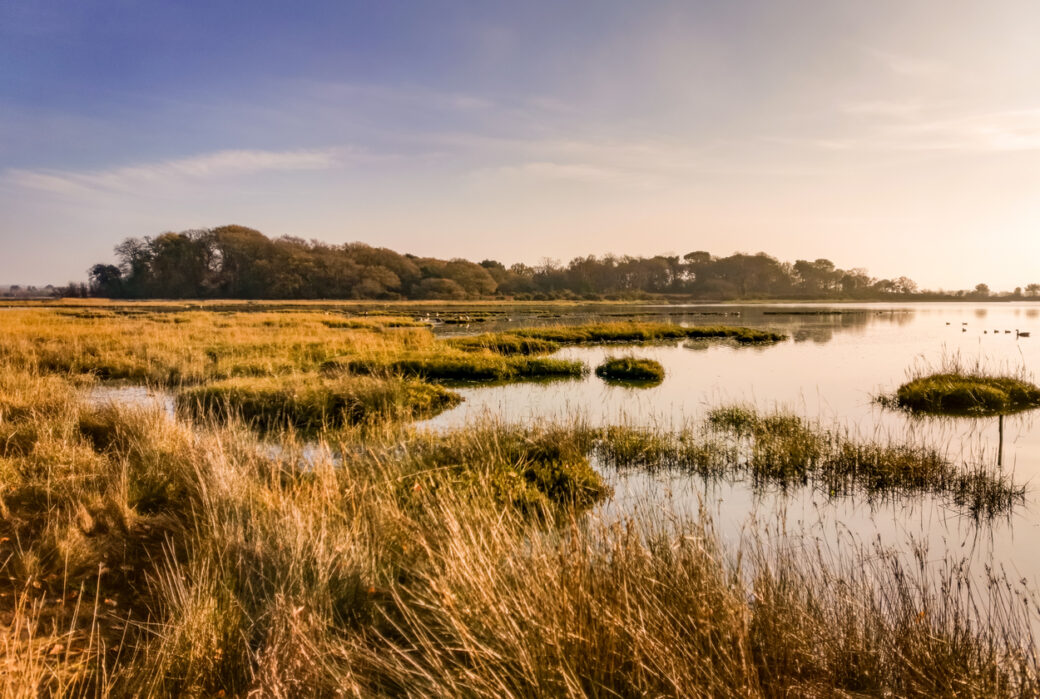 Wetlands & Marshes - British Flora