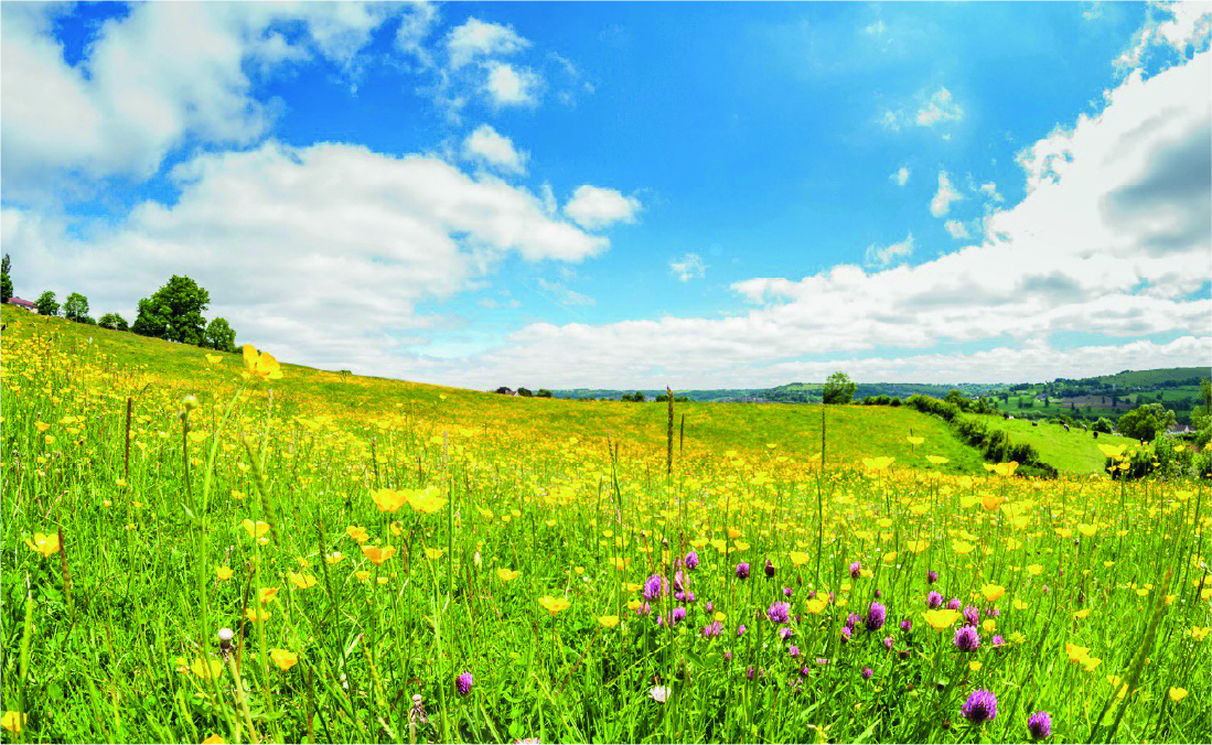 Traditional Meadow Selection - British Flora