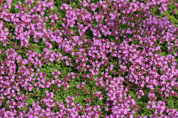 Best Pollinator Plants for UK Green Spaces | British Flora